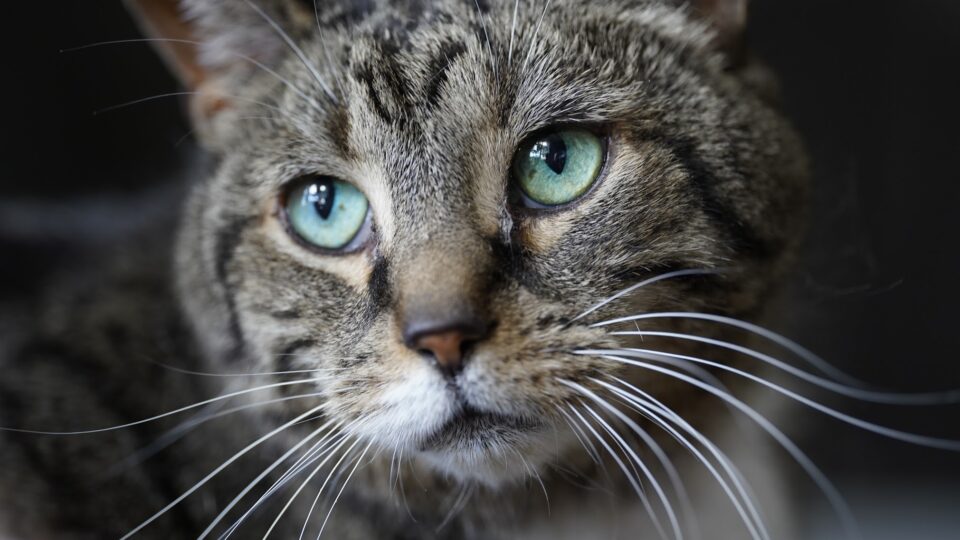 Chat | Ville de Brossard